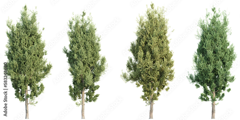 3D rendering of cypress trees with transparent background, for ...