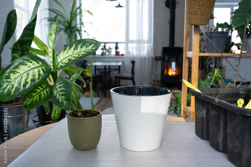 Repotting a home plant Dieffenbachia Tropic Snow into a new pot in home ...