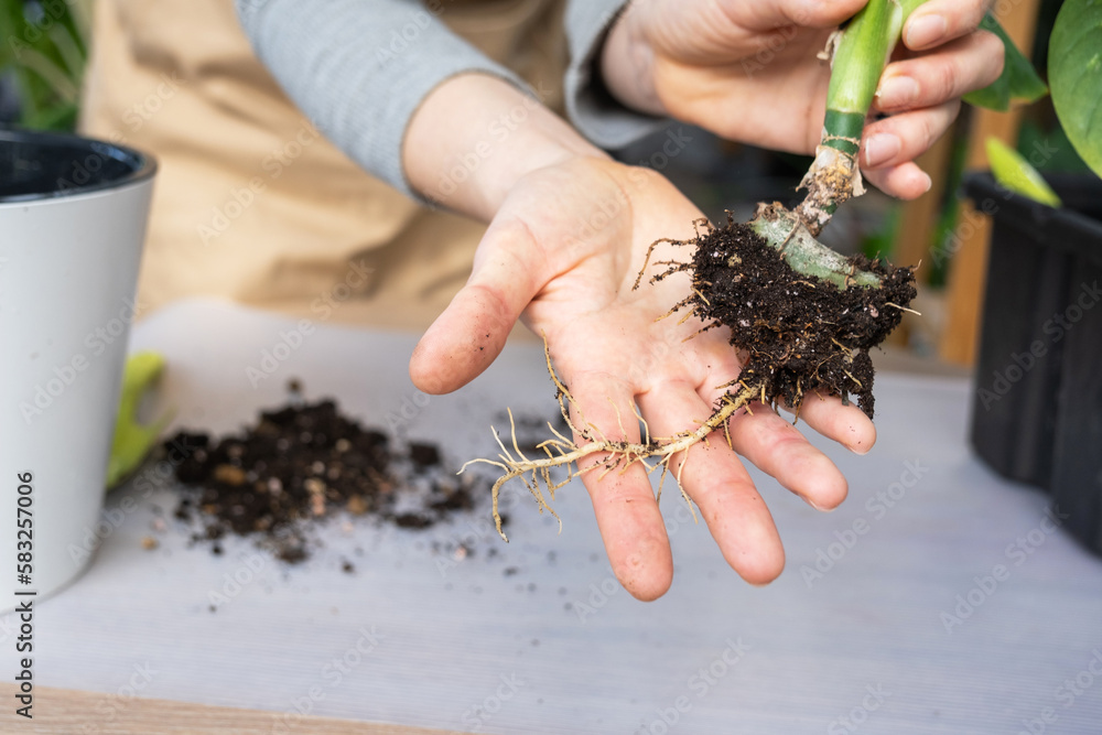 The earthen lump of a home potted plant is entwined with roots, the ...