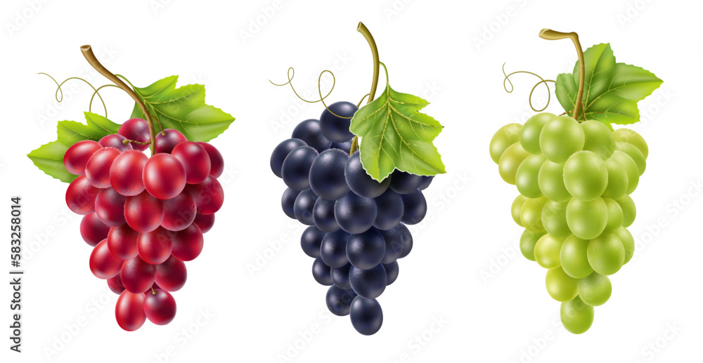 Realistic grape bunch. Isolated vines fruits on branches, different ...