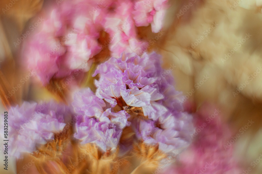 Flores con helios 44-2 y elemento frontal invertido Stock Photo | Adobe ...