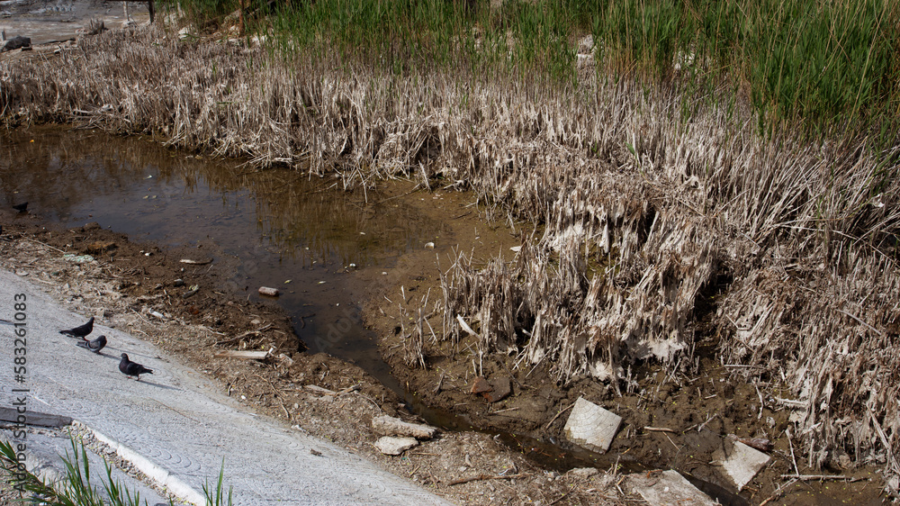 Ecological catastrophy. Drying lake in city park. Dry swamp lake ...