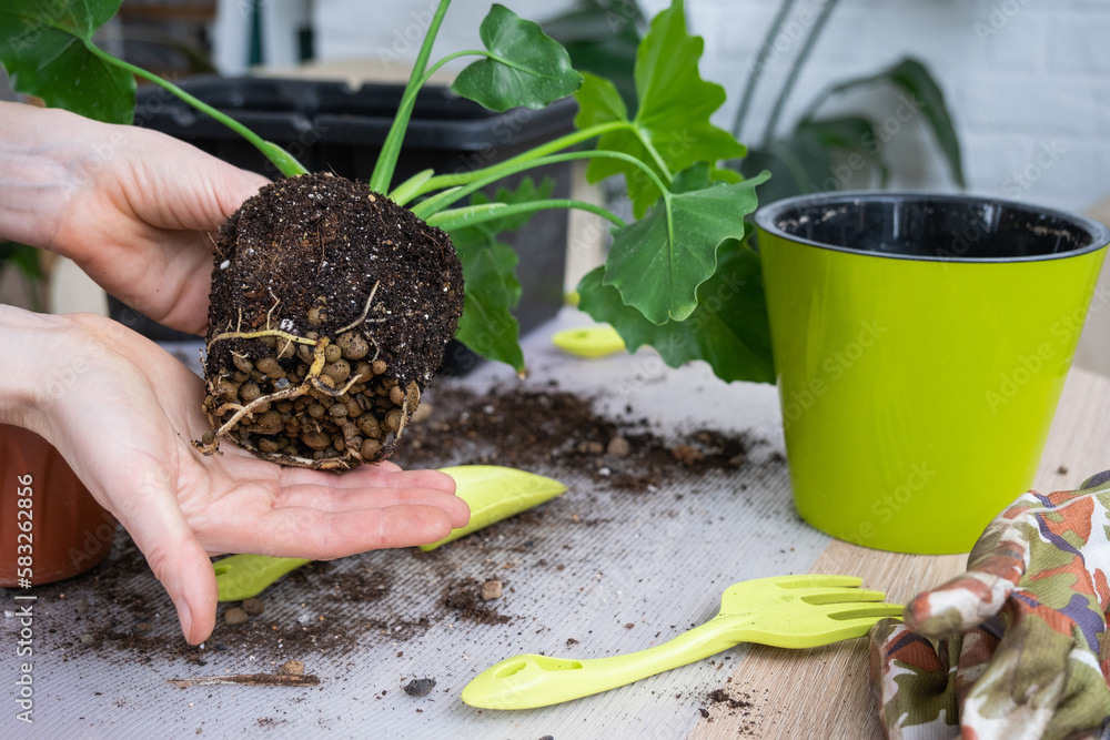 The earthen lump of a home potted plant is entwined with roots, the ...