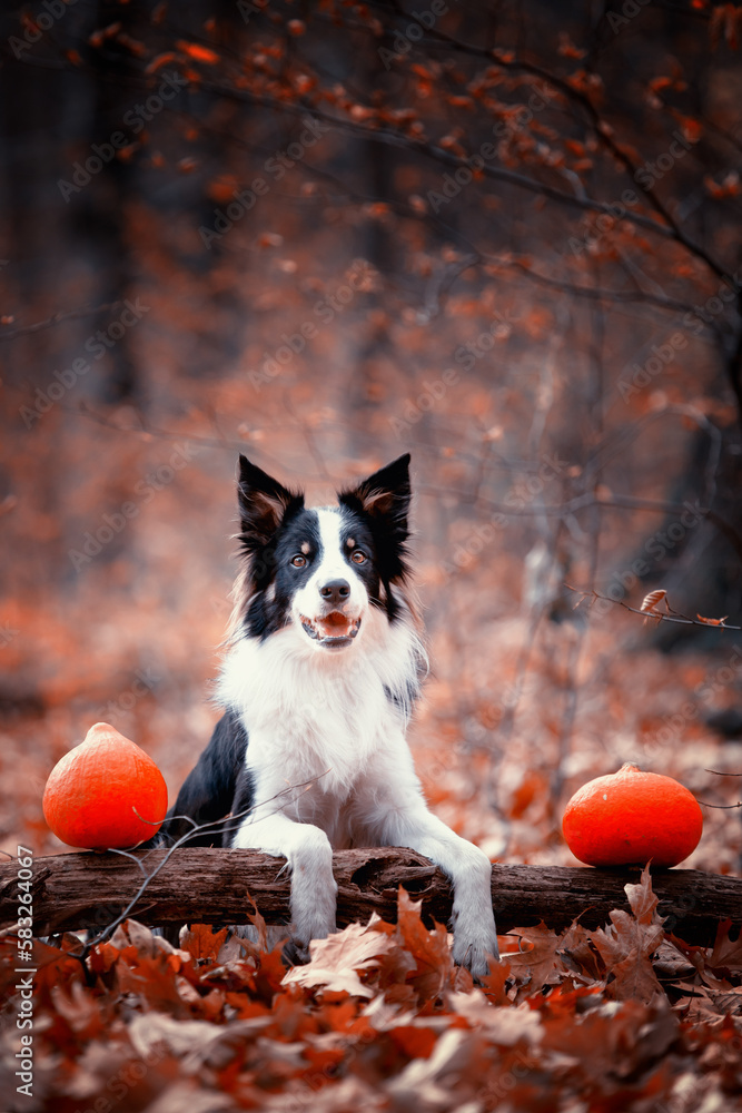 Border collie. Rasowy pies. Szkolenie psów. Inteligentne psy. Portrety ...