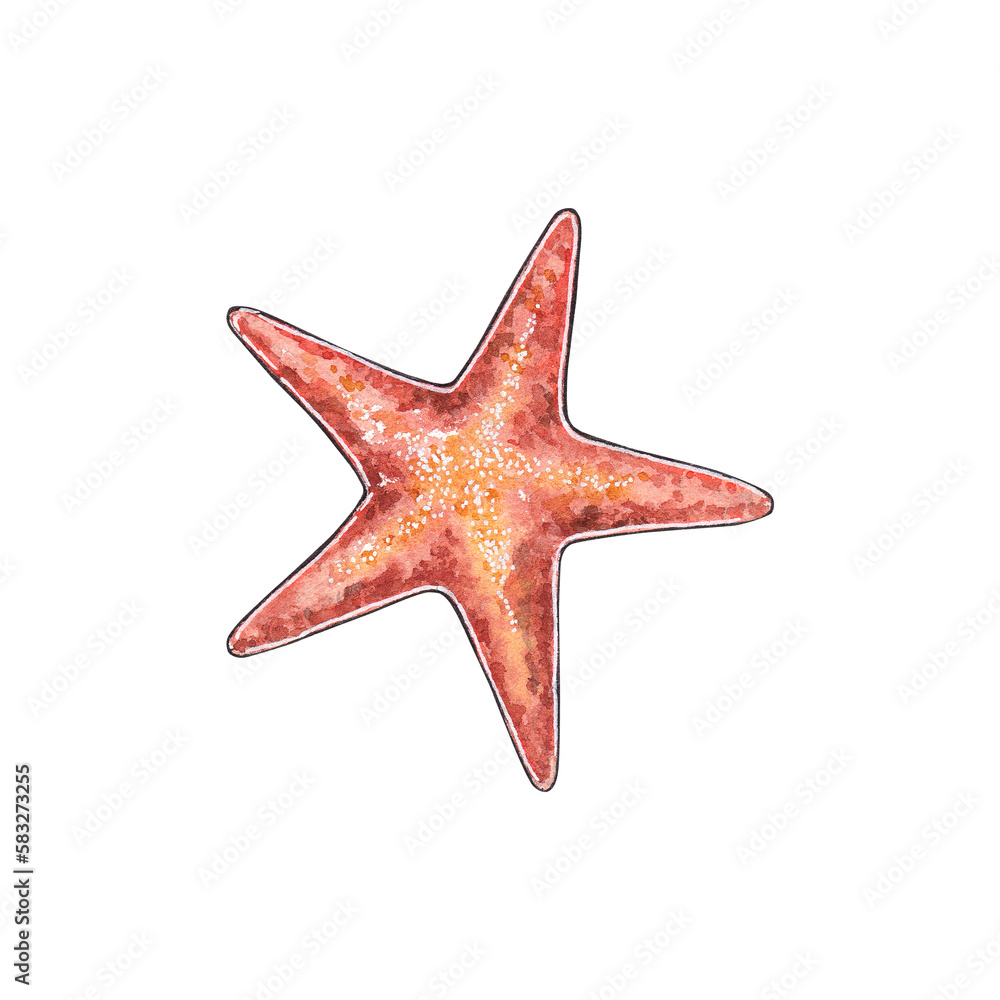Sea star isolated on white background. Red starfish. Watercolor hand ...