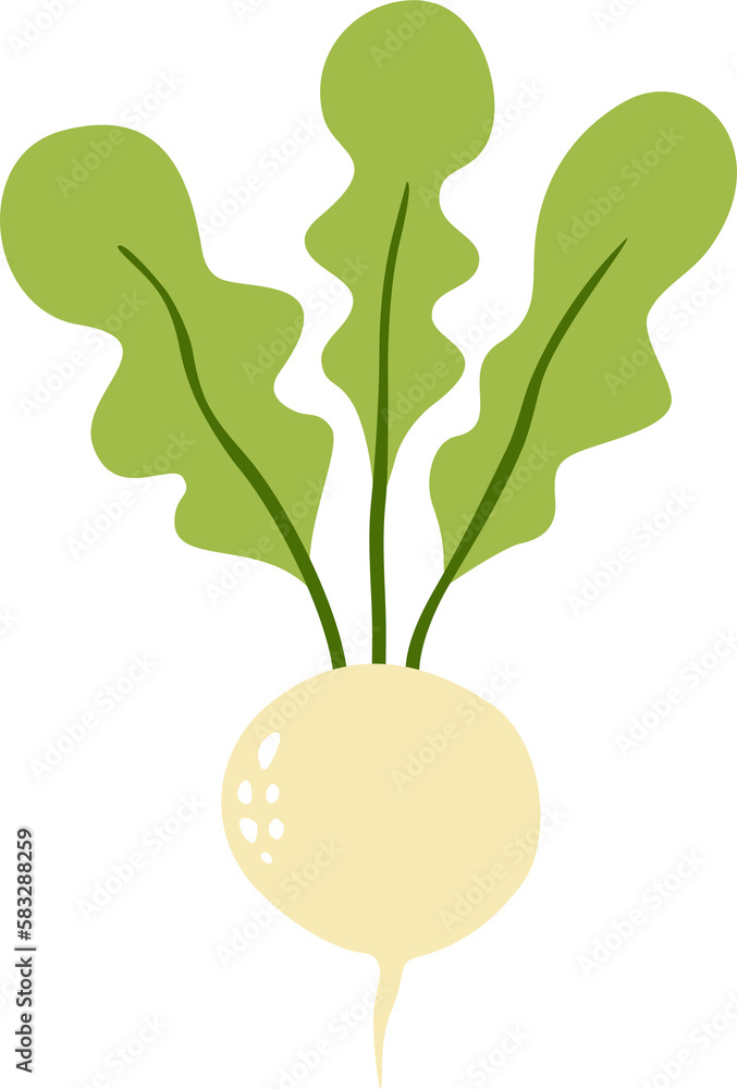 Hand drawn turnip on a transparent background. Stock Illustration ...