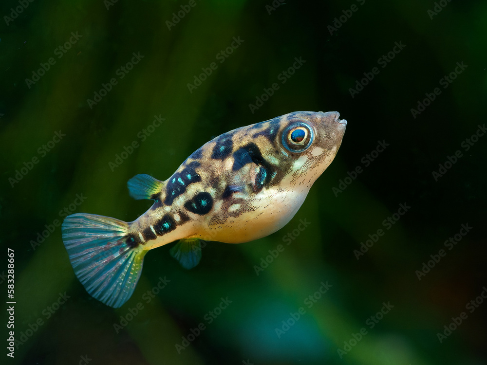 Female dwarf pea puffer fish (Carinotetraodon travancoricus) with blue ...