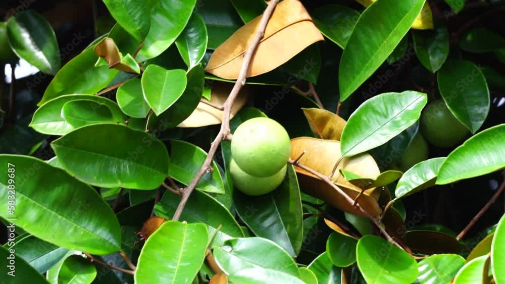 Chrysophyllum cainito (Also known cainito, caimito, tar apple, star ...