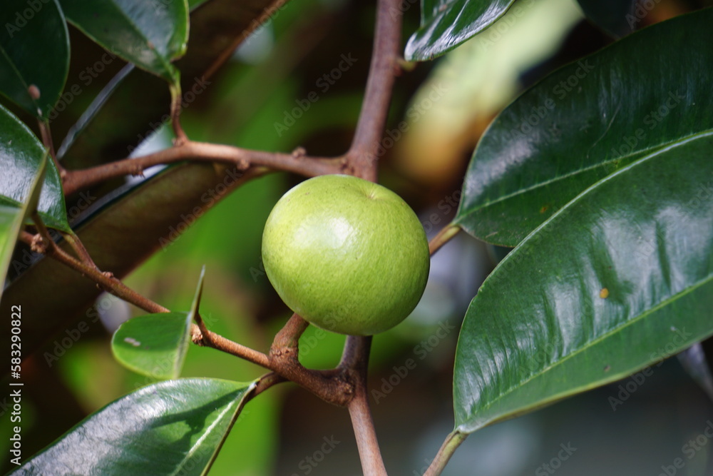 Chrysophyllum cainito (Also known cainito, caimito, tar apple, star ...