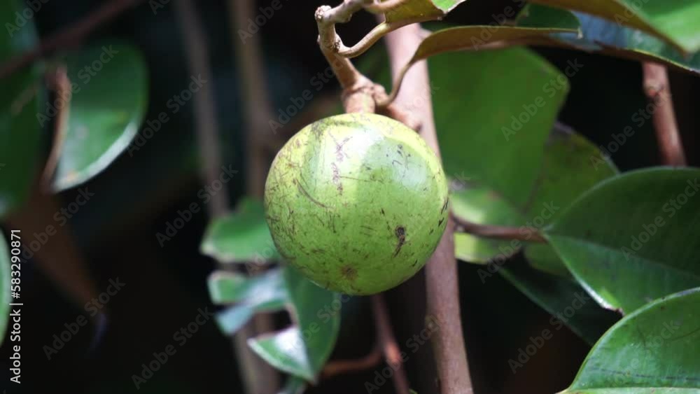 Chrysophyllum cainito (Also known cainito, caimito, tar apple, star ...