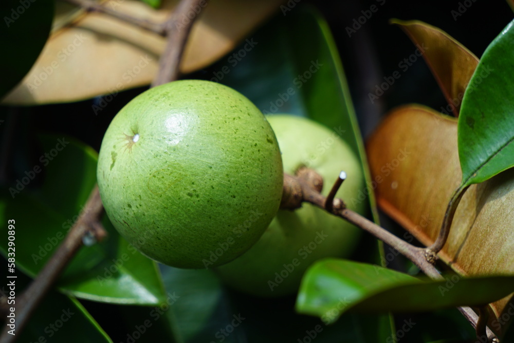Chrysophyllum cainito (Also known cainito, caimito, tar apple, star ...
