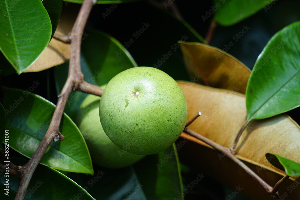 Chrysophyllum cainito (Also known cainito, caimito, tar apple, star ...