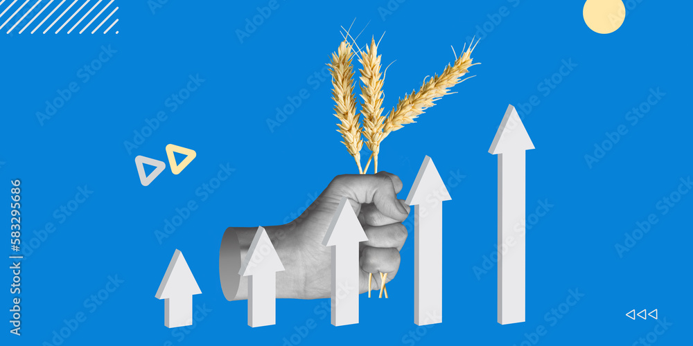 High grain yield, increase a crop, increased grain value. Wheat ...