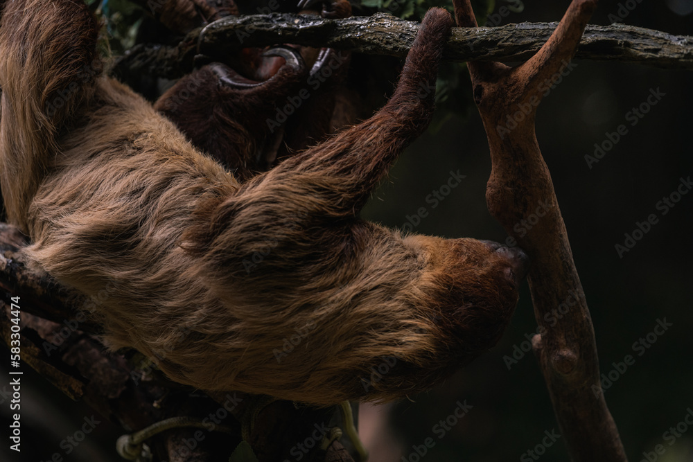 Hoffmann's two-toed sloth (Choloepus hoffmanni), also known as the ...