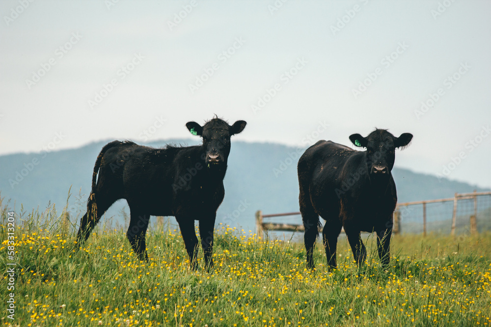 Two photogenic cows posing for the camera in southwest Virginia, in a ...