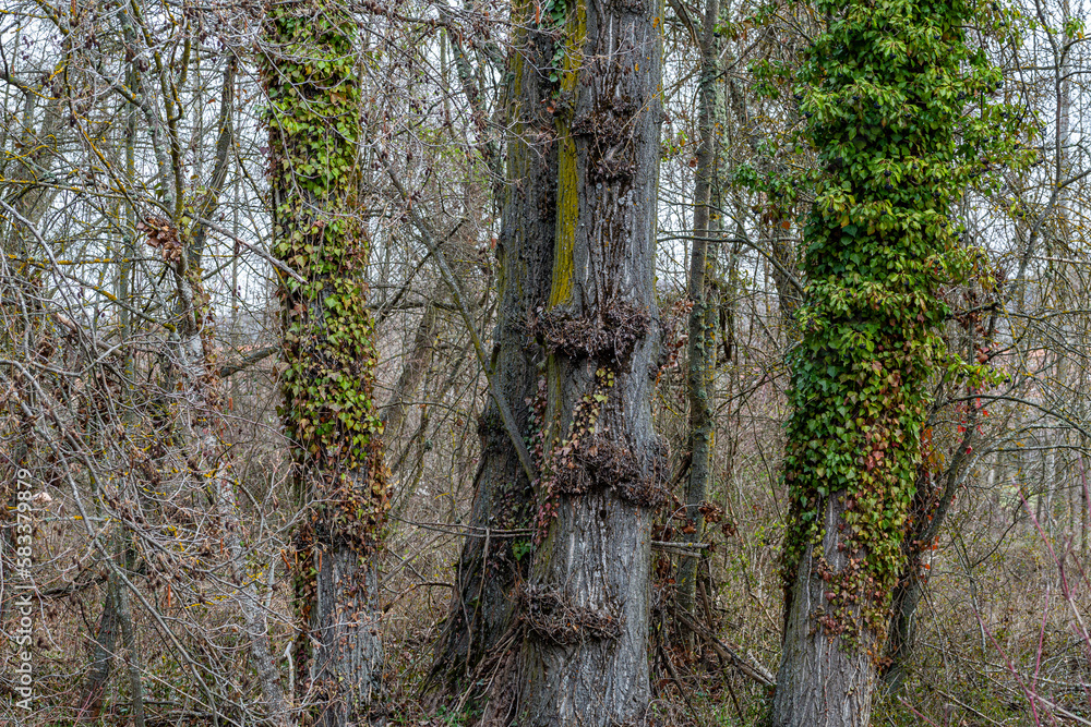 Riverside forest with poplars and climbing plants of common ivy ...