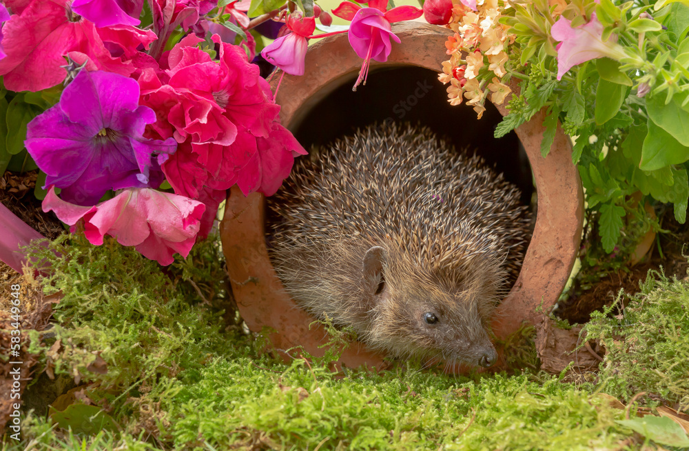 Hedgehog, scientific name: erinaceus europaeus. Wild, native, European ...