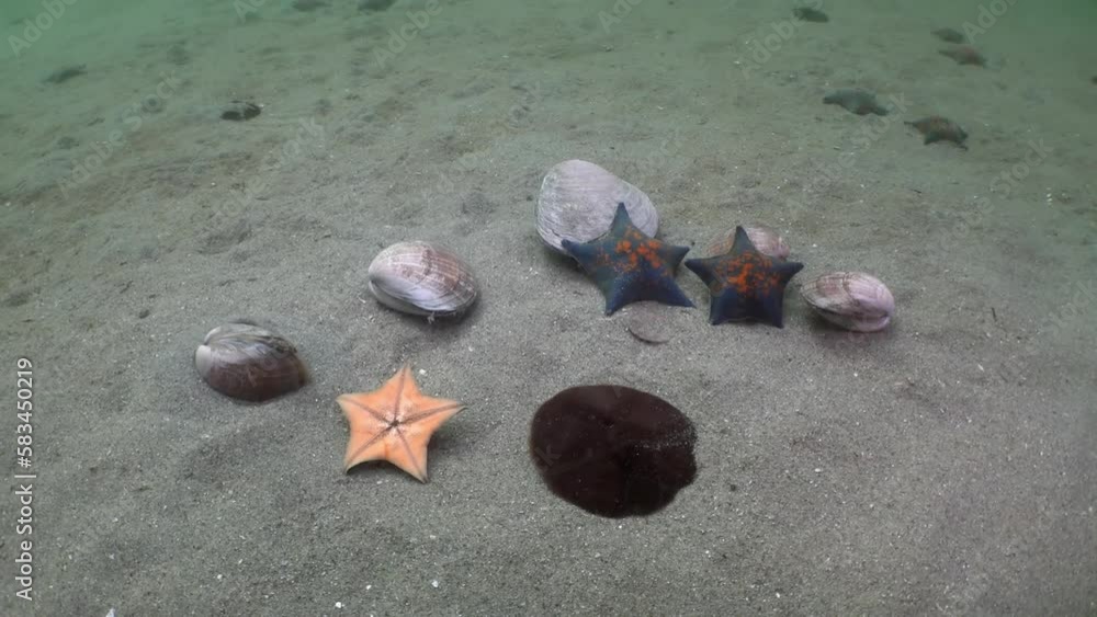 Pretty shell and starfish close-up of sandy bottom underwater of Sea of ...