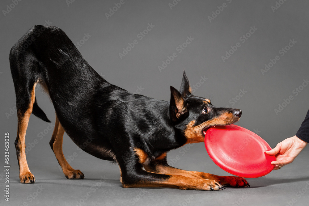 cute australian kelpie dog bowing with a red frisbee in the studio on a ...