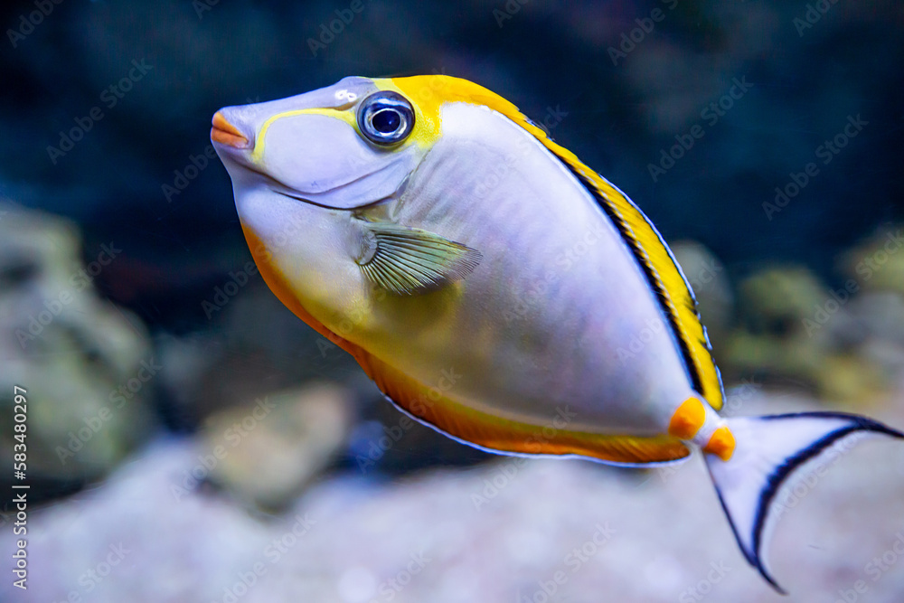 Orange-backed rhinoceros fish (Lat. Naso elegans) with a beautiful ...