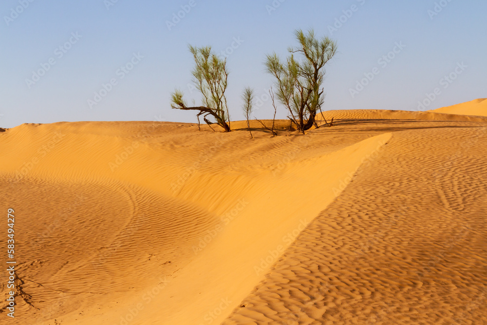 Wild solitary tamarisk tree (Tamarix ) growing on a sand dune in the ...