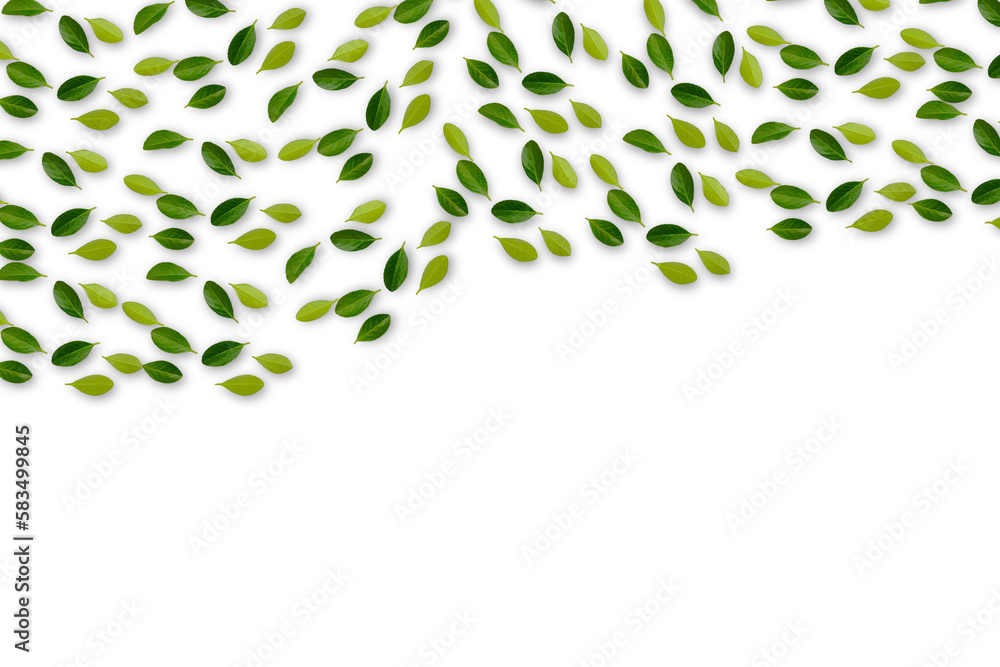 Seamless mint leaves falling on transparent background. Fresh and green ...