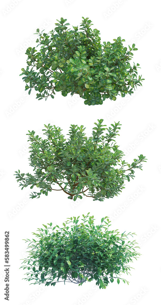 Bush set alpha channel png mirror bush without background Stock Photo ...