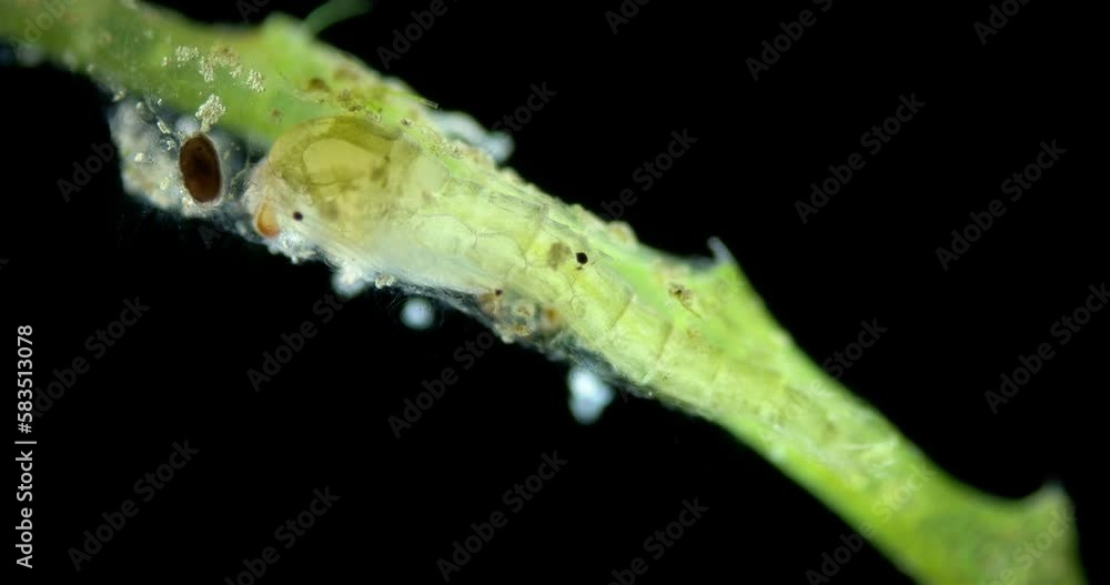 Vidéo Stock Pupa larva of a mosquito under a microscope, order Diptera ...
