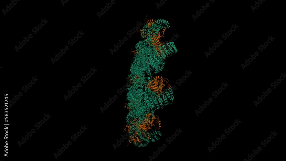 Cryo-EM structure of the active NLRP3 inflammasome disk. Animated 3D ... Cryo-EM structure of the active NLRP3 inflammasome disk. Animated 3D ...