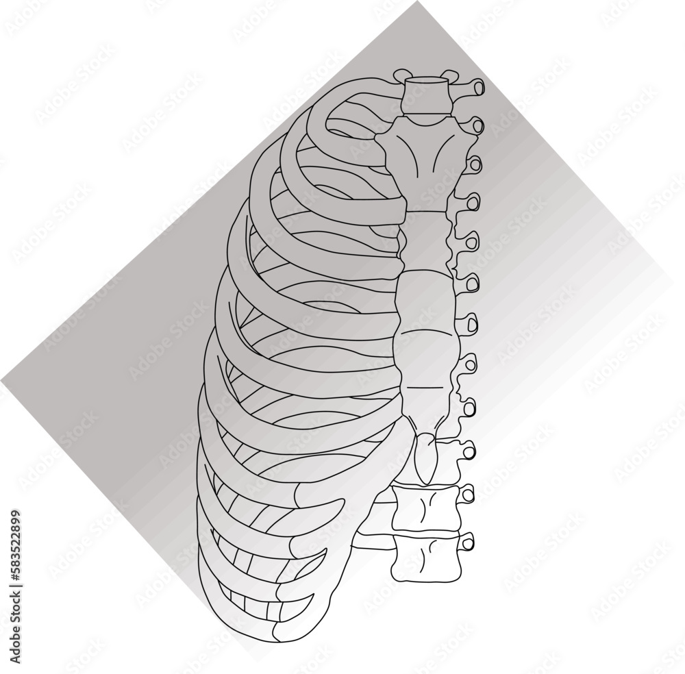 Vector medical illustration of human rib cage isolated on white ...