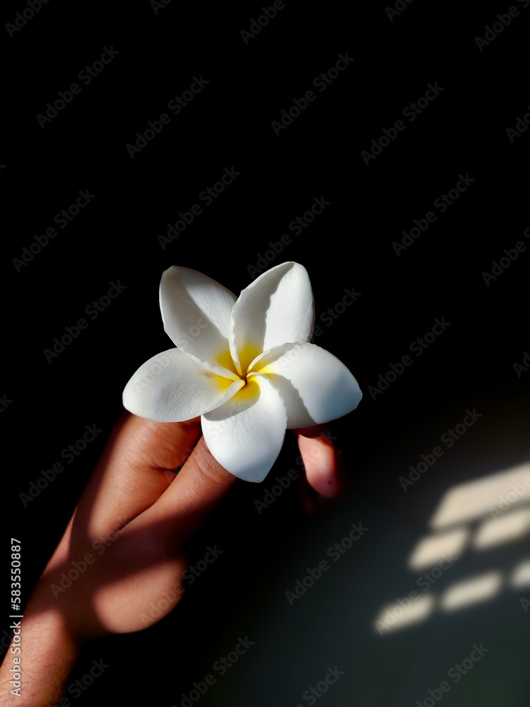 One hand holding the most beautiful flower Plumeria (Also known in ...