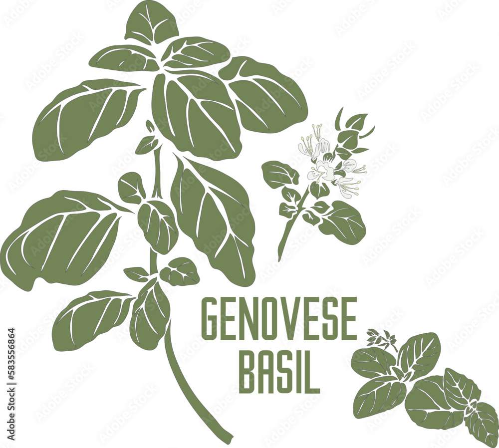 Italian Genovese basil plant in color vector silhouette. Ocimum ...