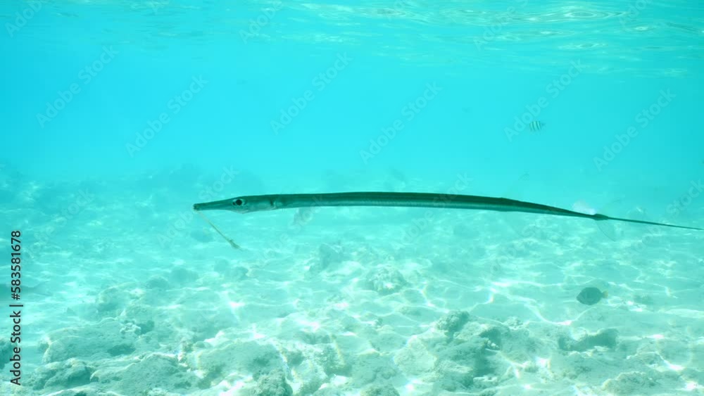 An injured Flutemouth fish floats below surface of water, Slow motion ...