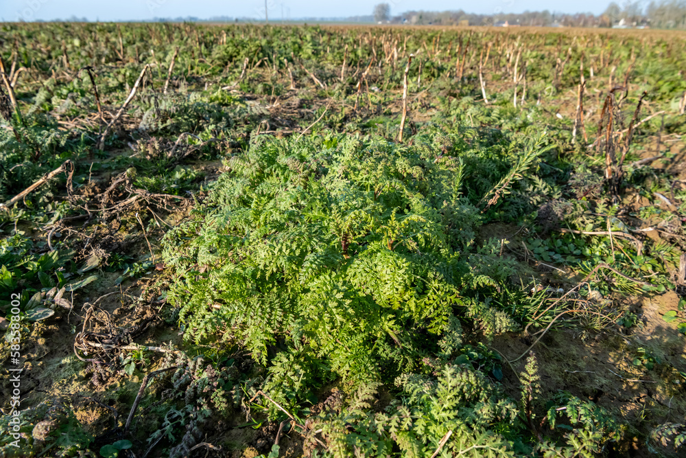 Couvert environnemental de Phacélie sur une parcelle de blé. CIPAN ...