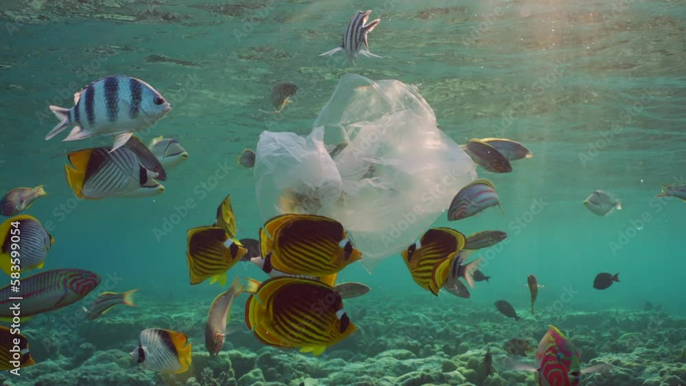 Tropical fish are interested in plastic bag, swim up to it in search of ...