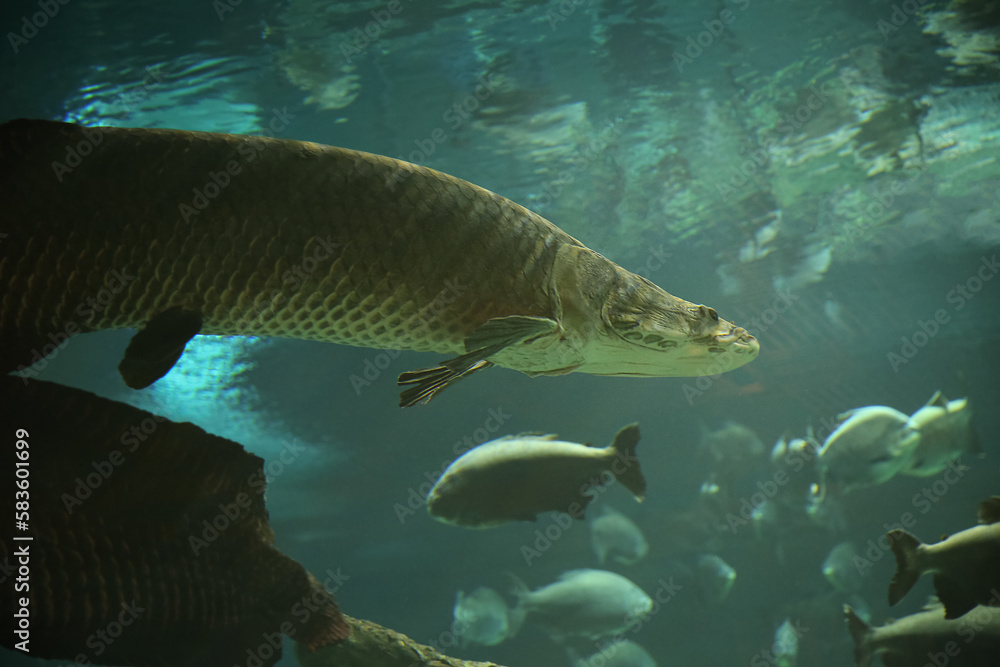 Fish under water. Arapaima fish - Pirarucu Arapaima gigas one largest ...
