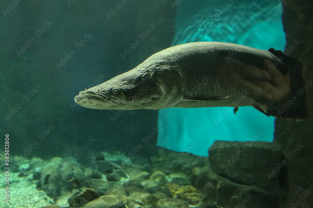 Fish under water. Arapaima fish - Pirarucu Arapaima gigas one largest ...