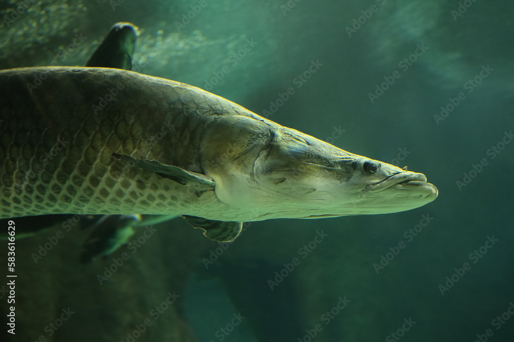 Fish under water. Arapaima fish - Pirarucu Arapaima gigas one largest ...