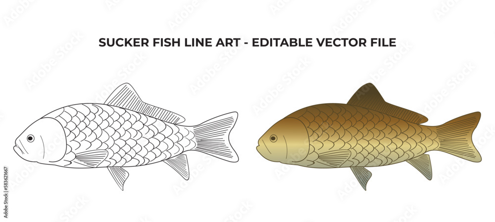 Sucker Fish line art drawing. Sucker Fish vector by hand drawing. Black ...