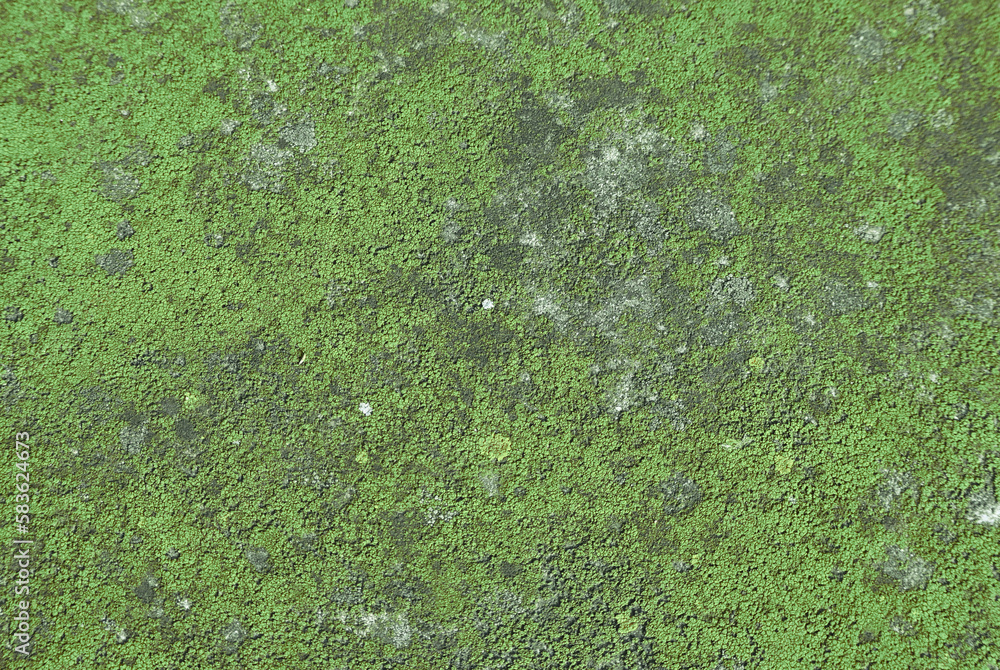 Fondo con detalle y textura de superficie con pequeña vegetación de ...