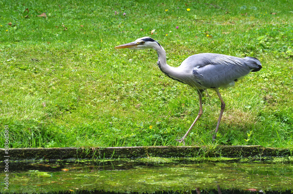 czapla siwa Stock Photo | Adobe Stock