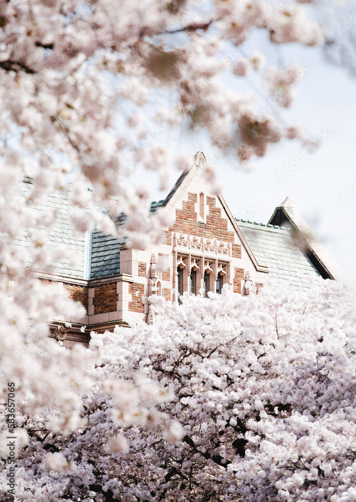 Popular cherry blossoms photography spot at the UW campus in Seattle ...