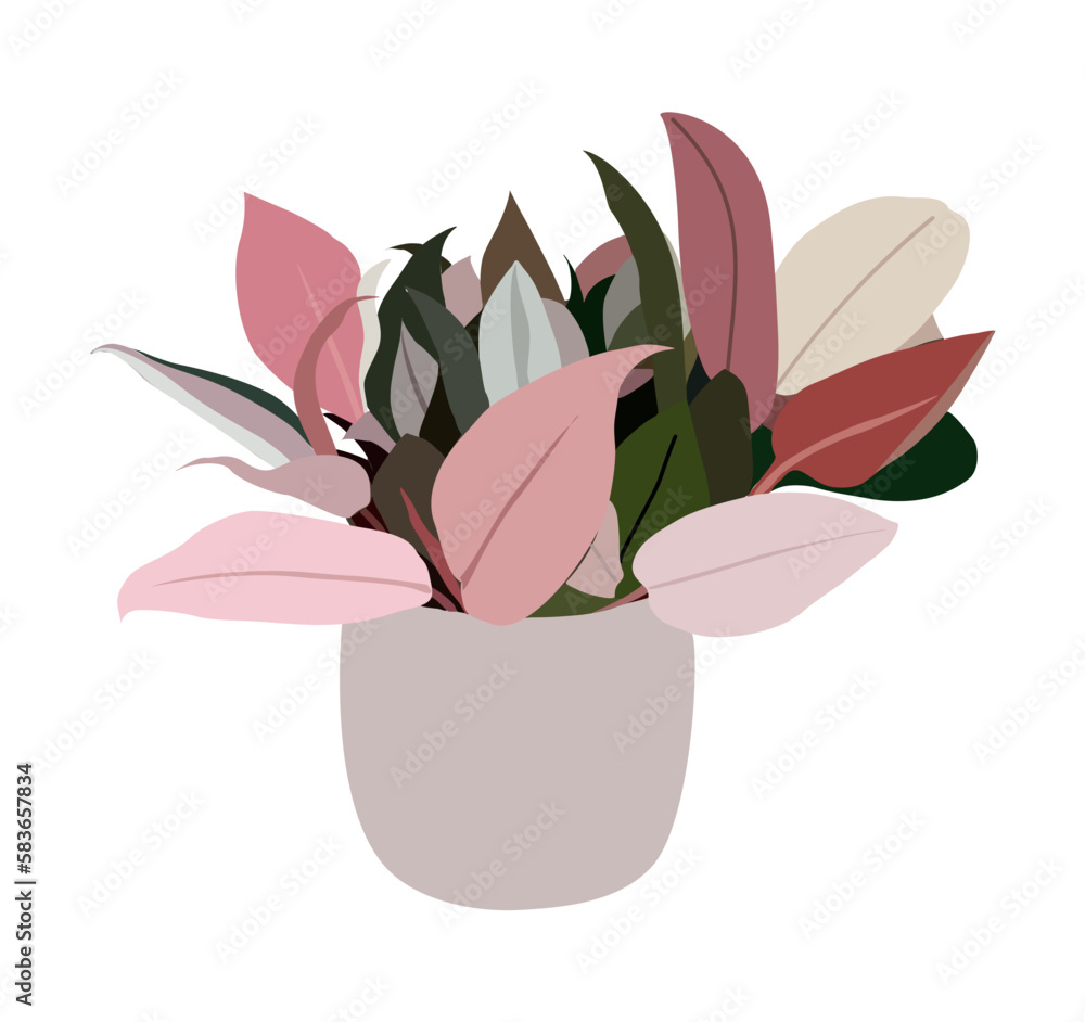 Philodendron Pink Congo house plant vector illustration. Realistic ...