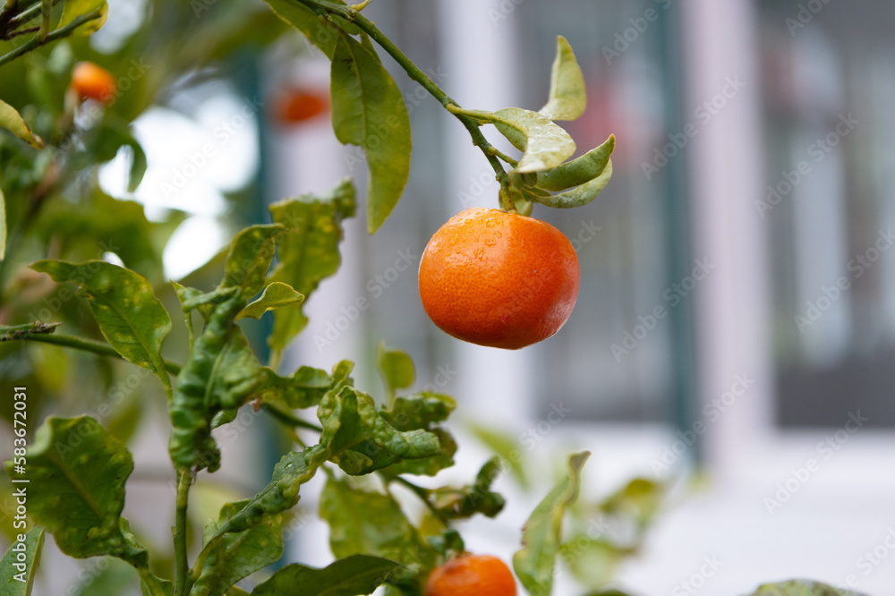 mandarin on the tree. branch of ripe mandarin. mandarin tree plant ...