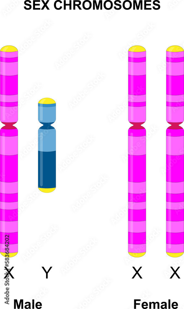 Human Sex Chromosomes X And Y Males Have One X And One Y Chromosome Females Have Two X