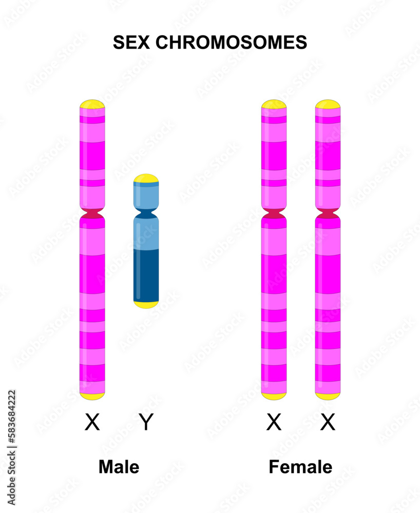 Human sex chromosomes (X and Y). Males have one X and one Y chromosome ...
