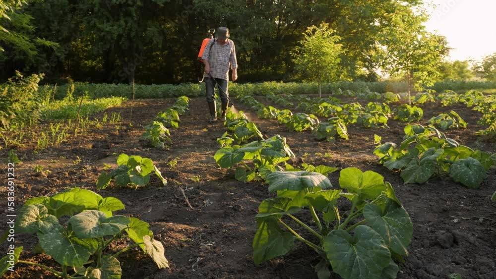 Backpack sprayer gardener working farmer spraying insecticide. Old ...