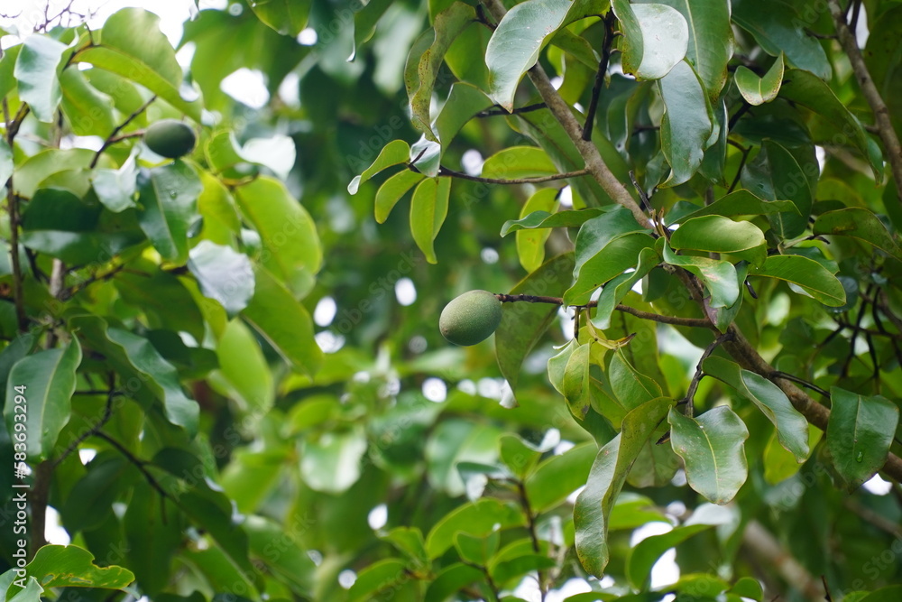 Semi ripe fruits of the Cumaru tree (Dipteryx odorata) containing tonka ...
