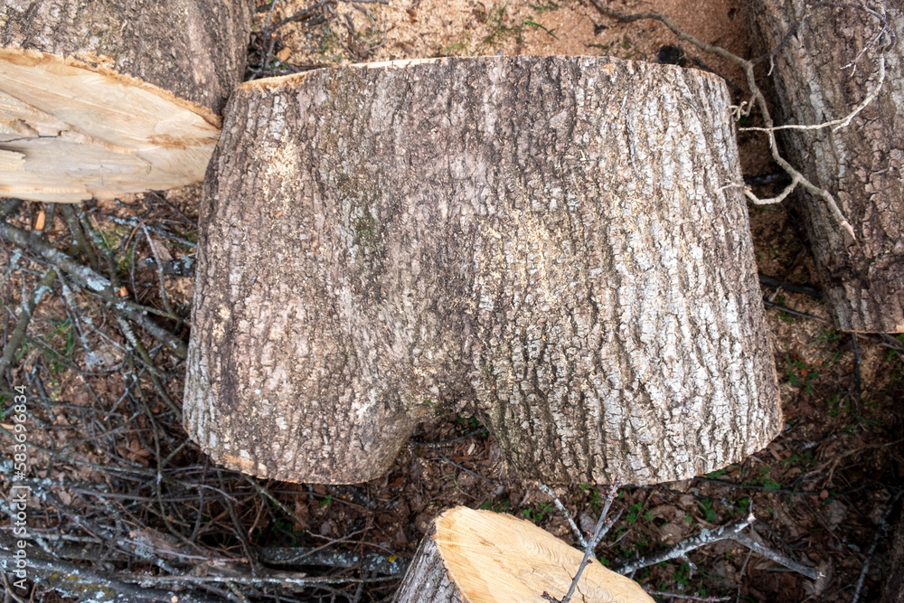 Double trunk . Pelvis . Anatomy Stock Photo | Adobe Stock