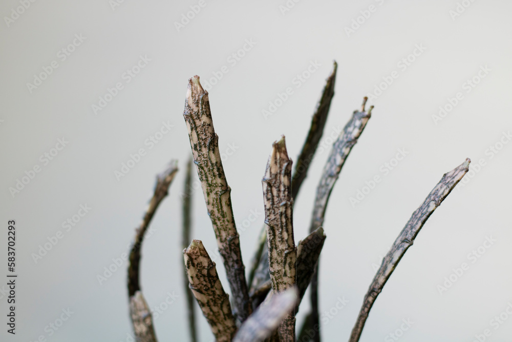 Indoor plant 'Euphorbia platyclada' common name 'dead stick plant' in a ...